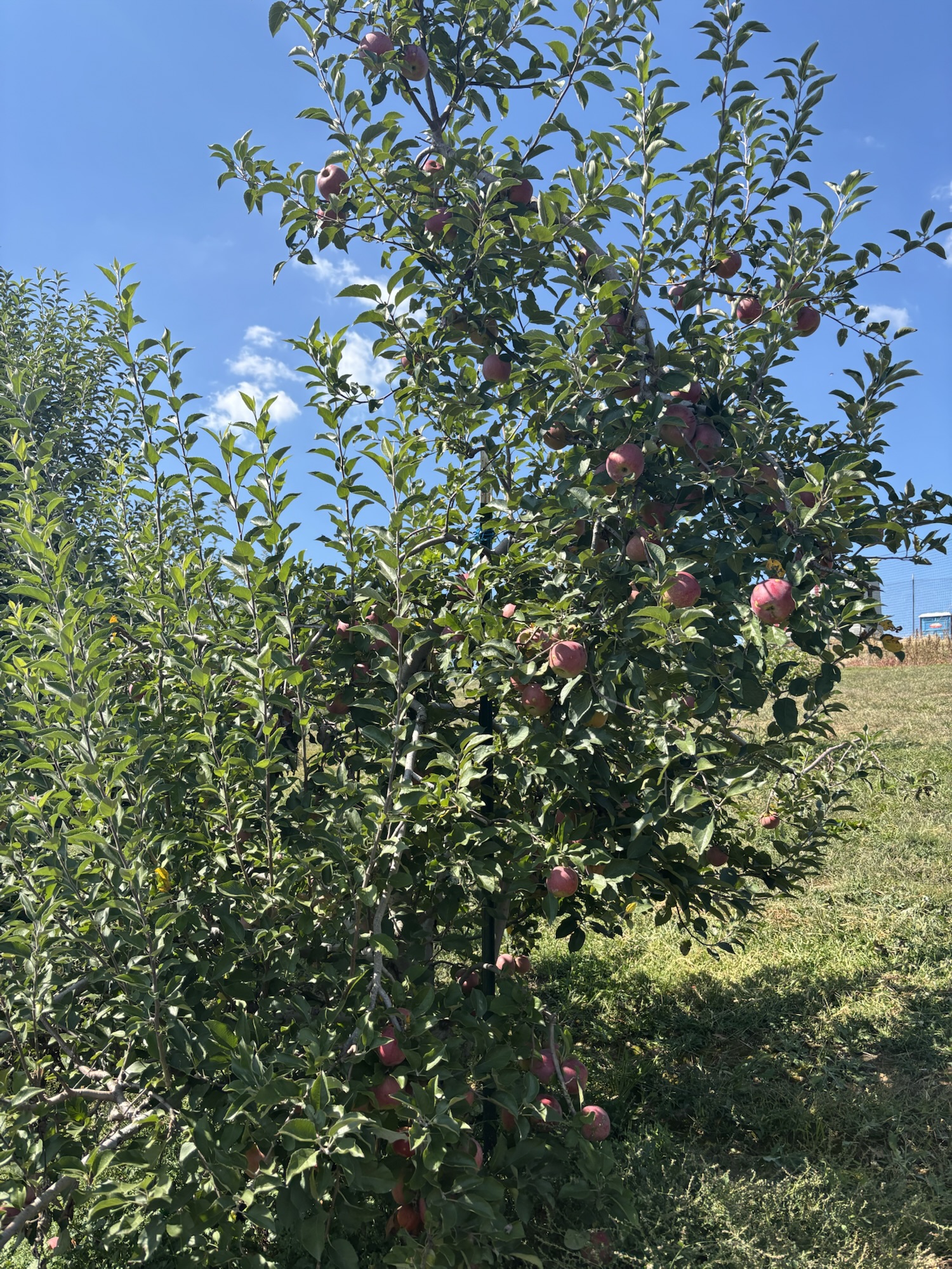 It’s all apples – Special Mom’s blog
