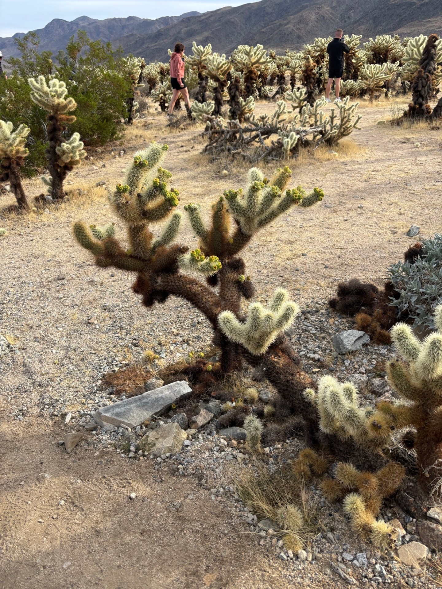 The desert southwest and more – Special Mom’s blog